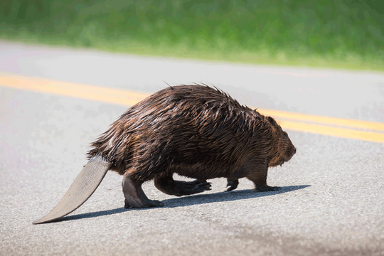 Animal Track Identification Guide - WildlifeRemoval.com