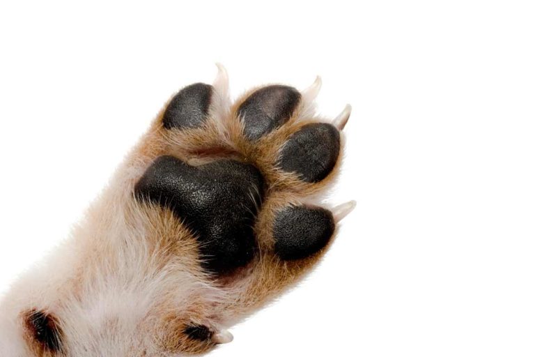 Animal Track Identification Guide - WildlifeRemoval.com