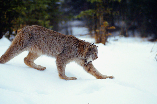 Animal Track Identification Guide - WildlifeRemoval.com