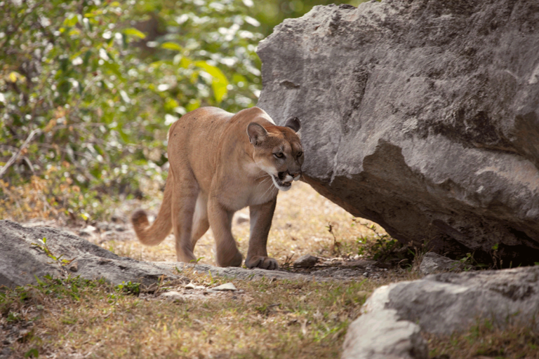 Animal Sound Identification Guide - WildlifeRemoval.com