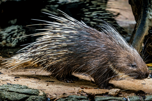 Animal Track Identification Guide - WildlifeRemoval.com