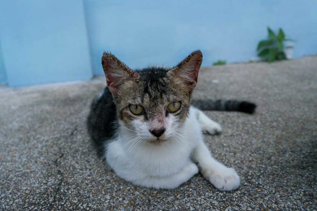 Animal Track Identification Guide - WildlifeRemoval.com