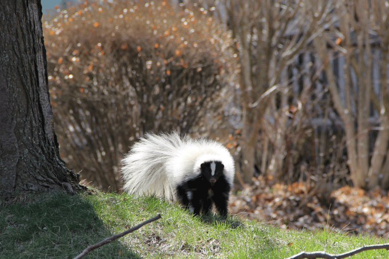 Animal Poop Identification Guide - WildlifeRemoval.com