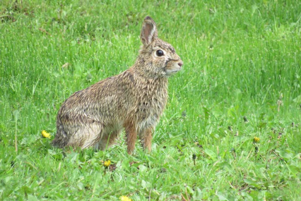 Animal Poop Identification Guide - WildlifeRemoval.com