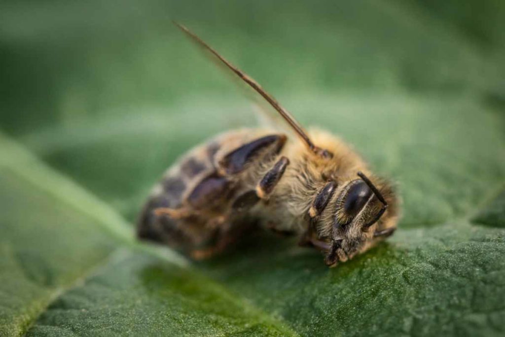 Declining Bee Population - WildlifeRemoval.com