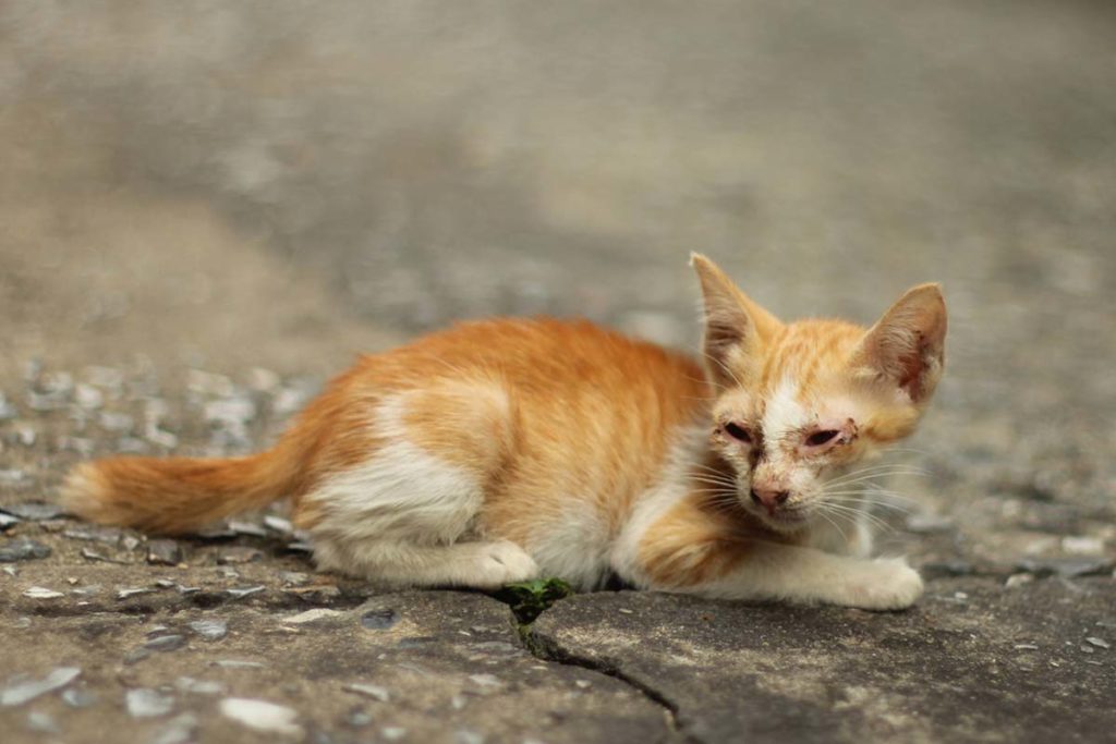 Guide to Diseases Spread by Animals - WildlifeRemoval.com