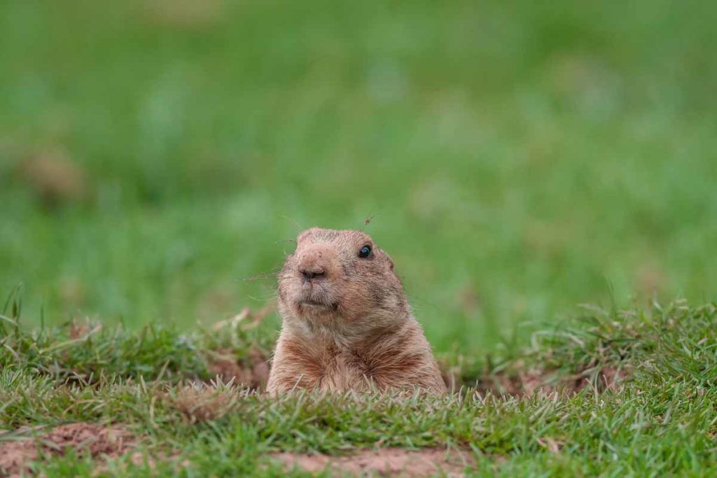 How to Get Rid of Gophers - WildlifeRemoval.com