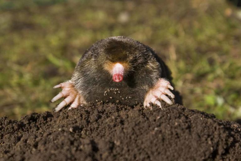 How to Get Rid of Moles - WildlifeRemoval.com