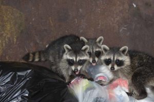 Animal Poop Identification Guide - WildlifeRemoval.com