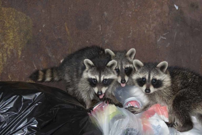 Animal Poop Identification Guide - WildlifeRemoval.com