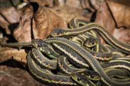 Animal Poop Identification Guide - WildlifeRemoval.com