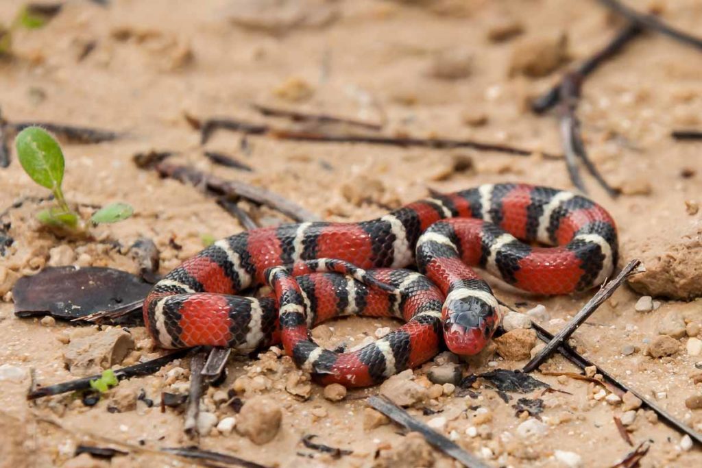 Identifying Snakes – The Good and The Bad - WildlifeRemoval.com