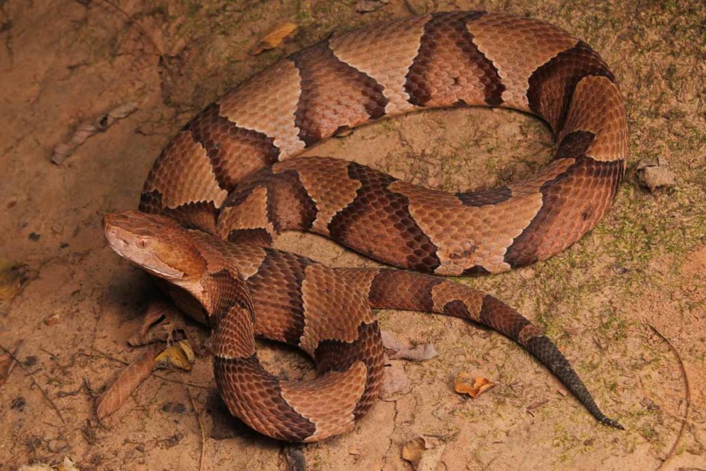 Identifying Snakes – The Good and The Bad - WildlifeRemoval.com